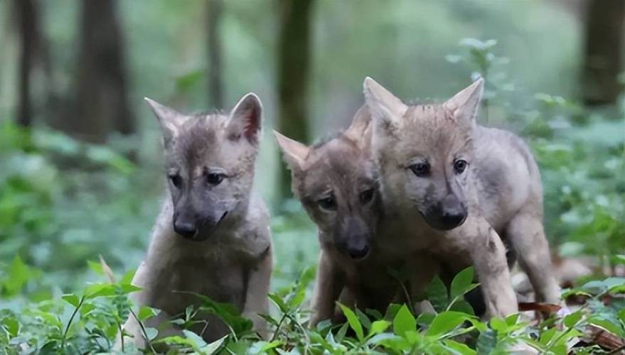 Tibetan herdsmen accidentally rescued the injured wolf cub, released it ...