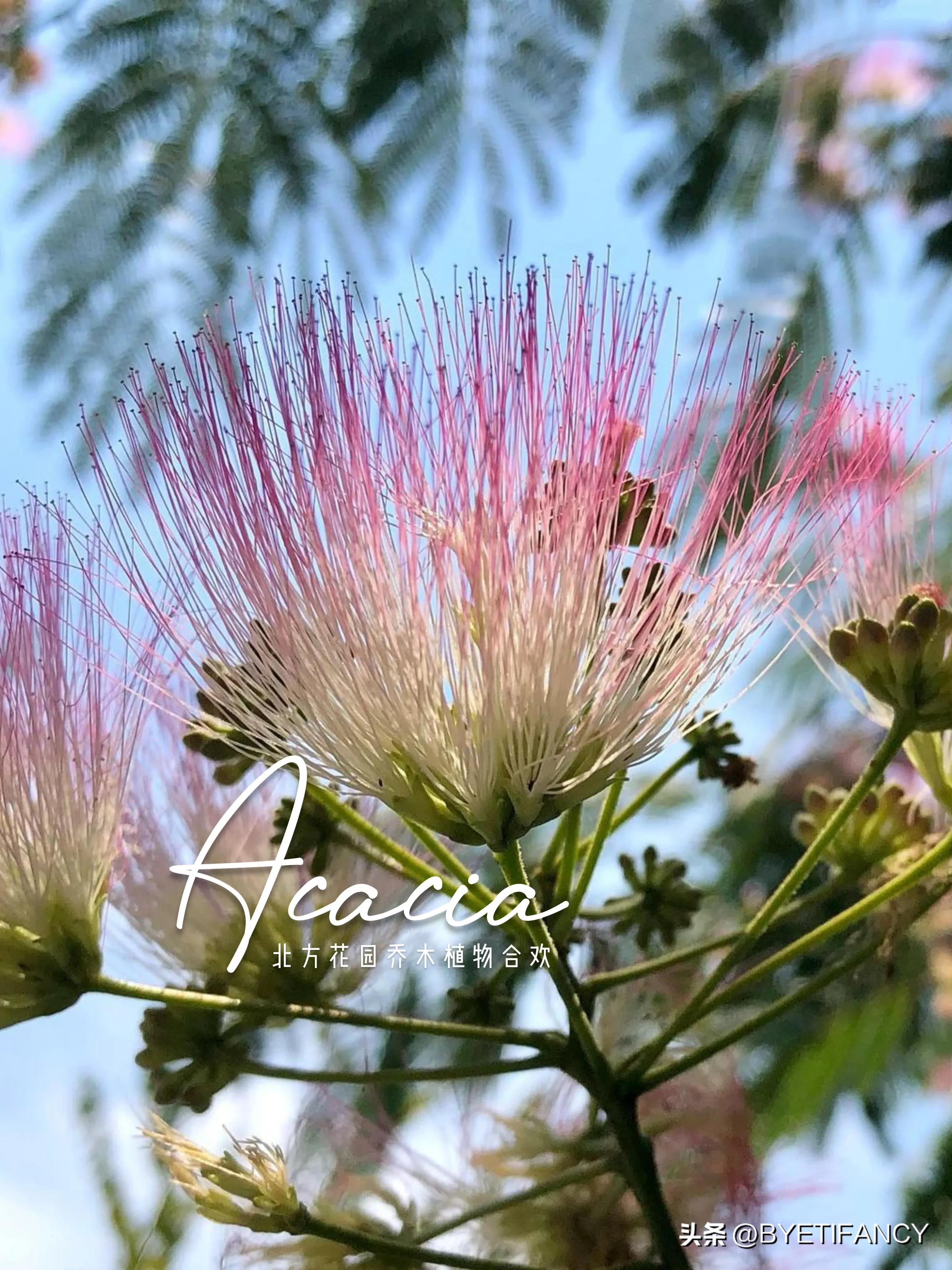 Northern garden arbor plant Albizia juliensis - iNEWS