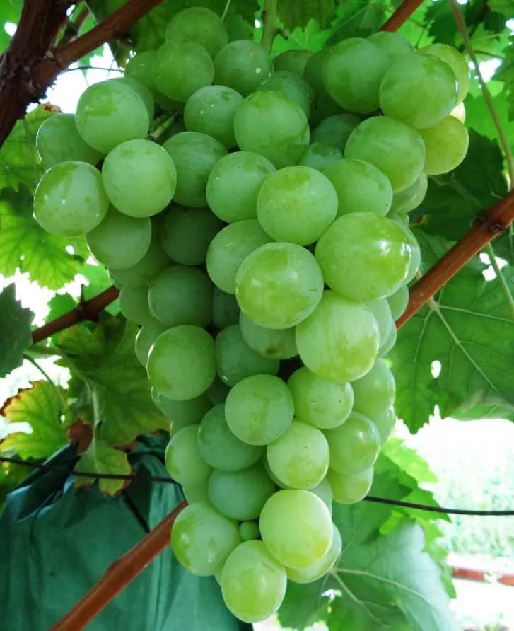 It can always "grape" you like it, no one doesn't love it, right? - iNEWS