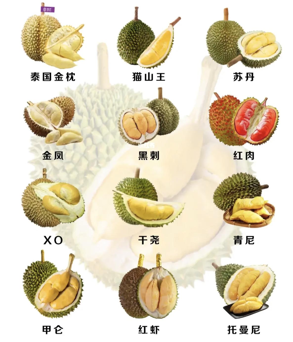 Inventory of 10 varieties of durian, each with different appearance and ...