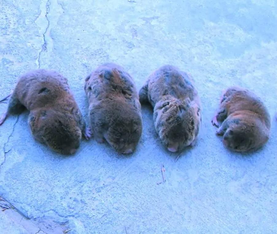 What kind of animal is the earth sheep, can replace tiger bone medicine ...