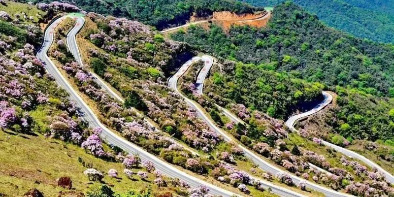 Appreciate the "Flowers and Branches of Four Seasons Spring" and ...