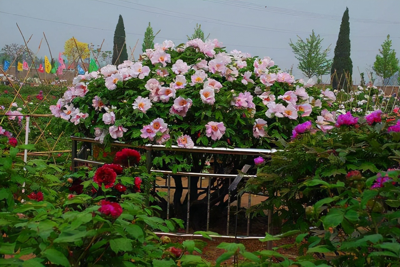 6 kinds of rich and noble flowers, naturally "long life", high-grade ...