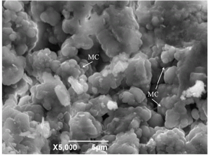 High temperature simulated Mg/Ca concentration and its effect on ...
