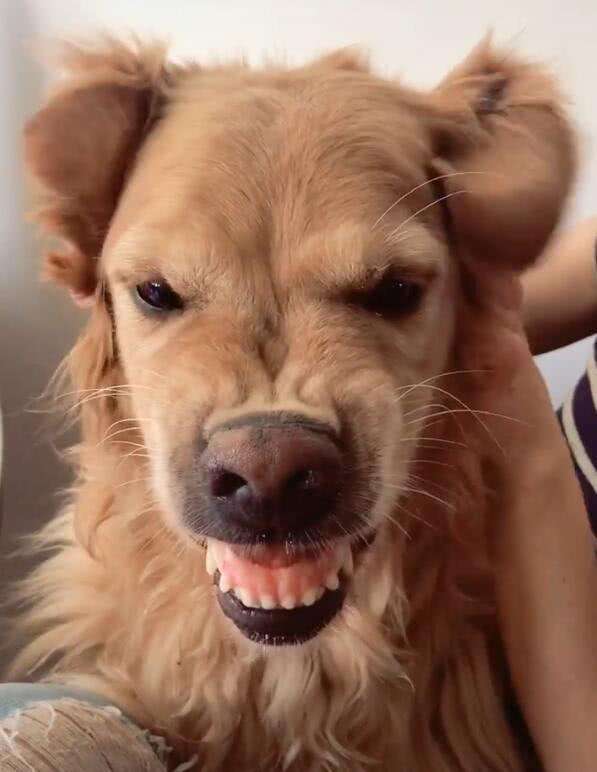 Why Some Dogs Are "Grumpy" and That's Not OK - iNEWS