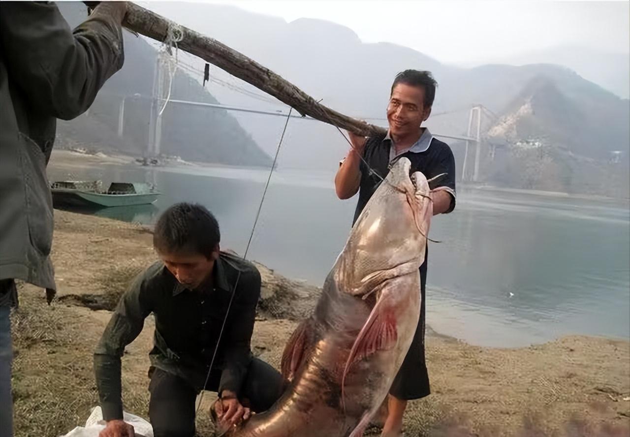The Ganges man-eating catfish is extremely cruel, but why is it ...