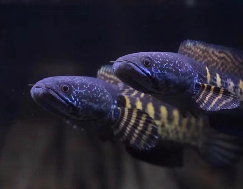 Talking about the feeding of brontosaurus - iNEWS