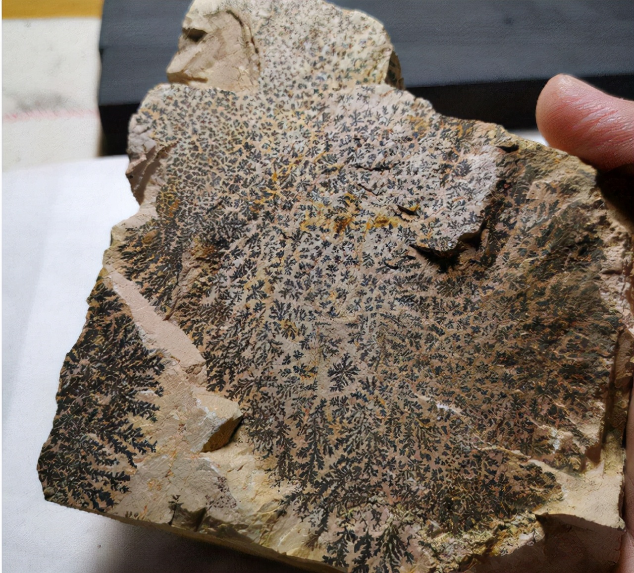 How scary are devil frogs?Can it really eat dinosaurs? - iNEWS