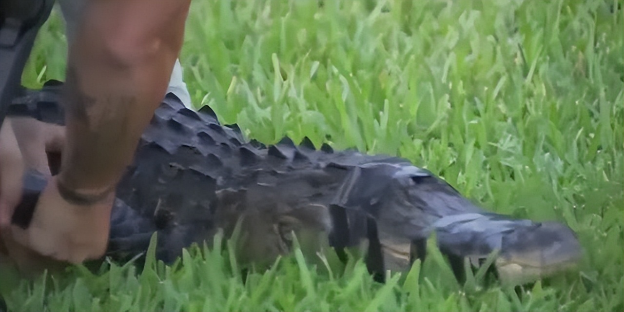 Florida man survives 3 days in swamp after losing arm in alligator ...