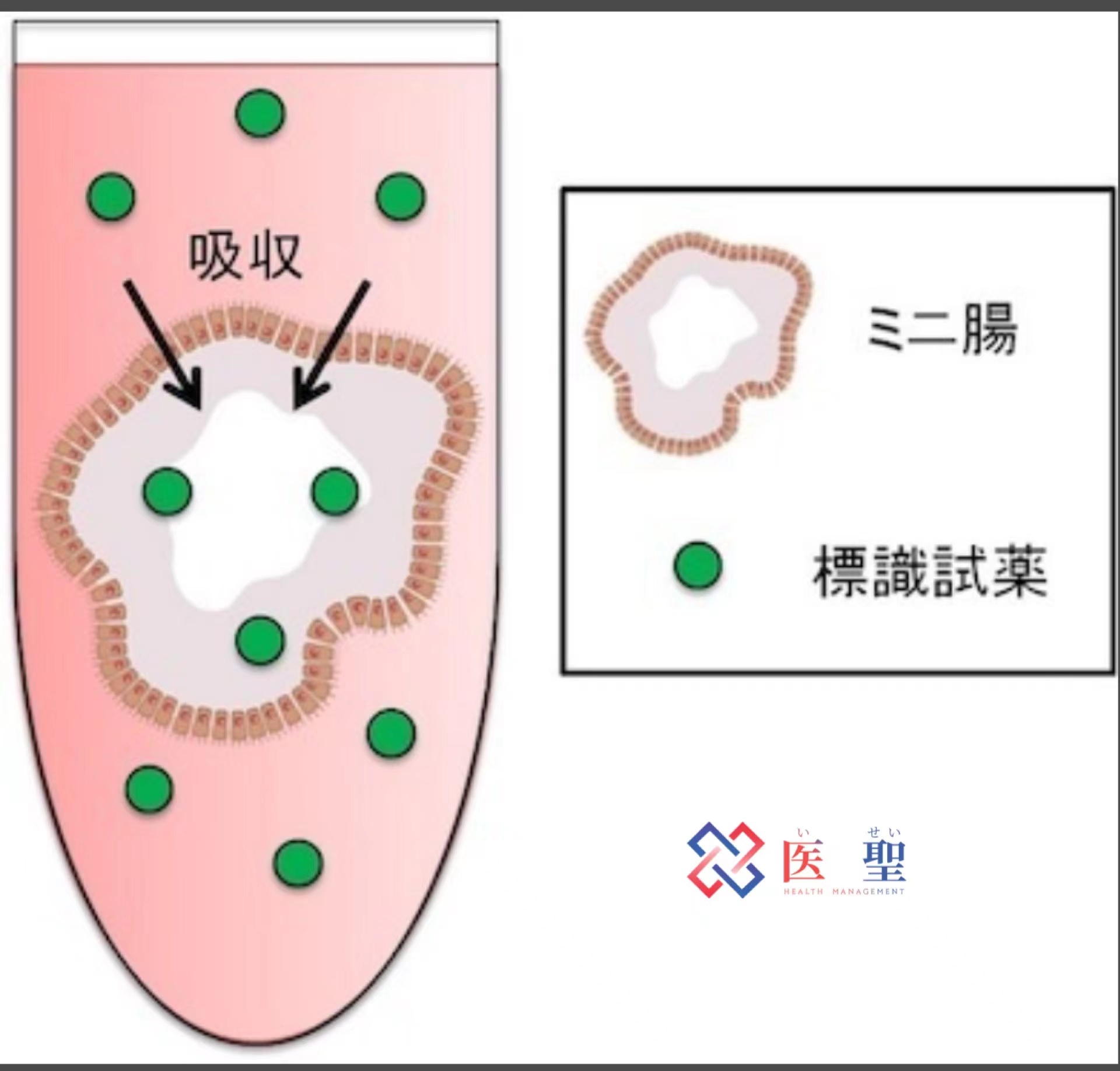 isei health: Mini-gut created by IPS cells proven to assess nutrients ...