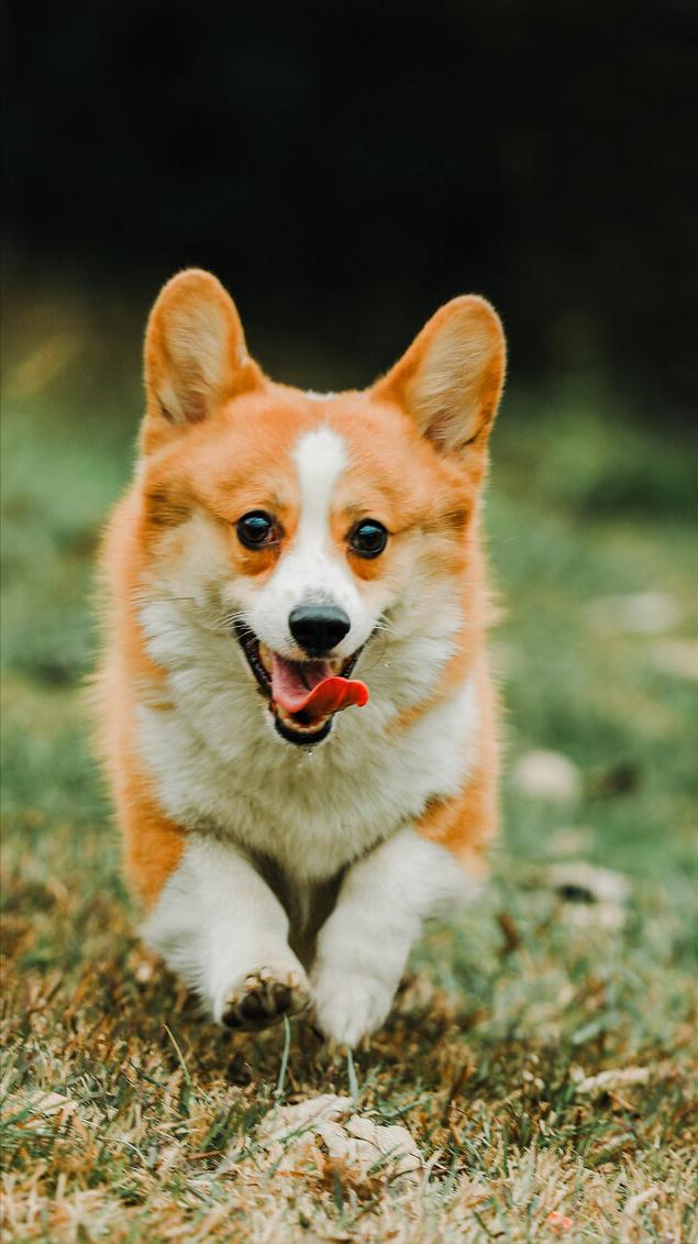 Although Corgi is good, it has several advantages and disadvantages ...