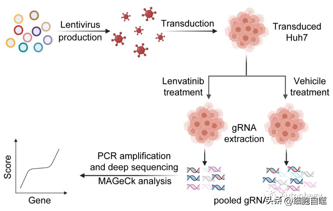 The team of Academician Fan Jia reveals that LAPTM5 mediates autophagy ...