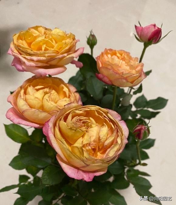 Indoor roses, the flowering must be very small, it is best to grow them ...