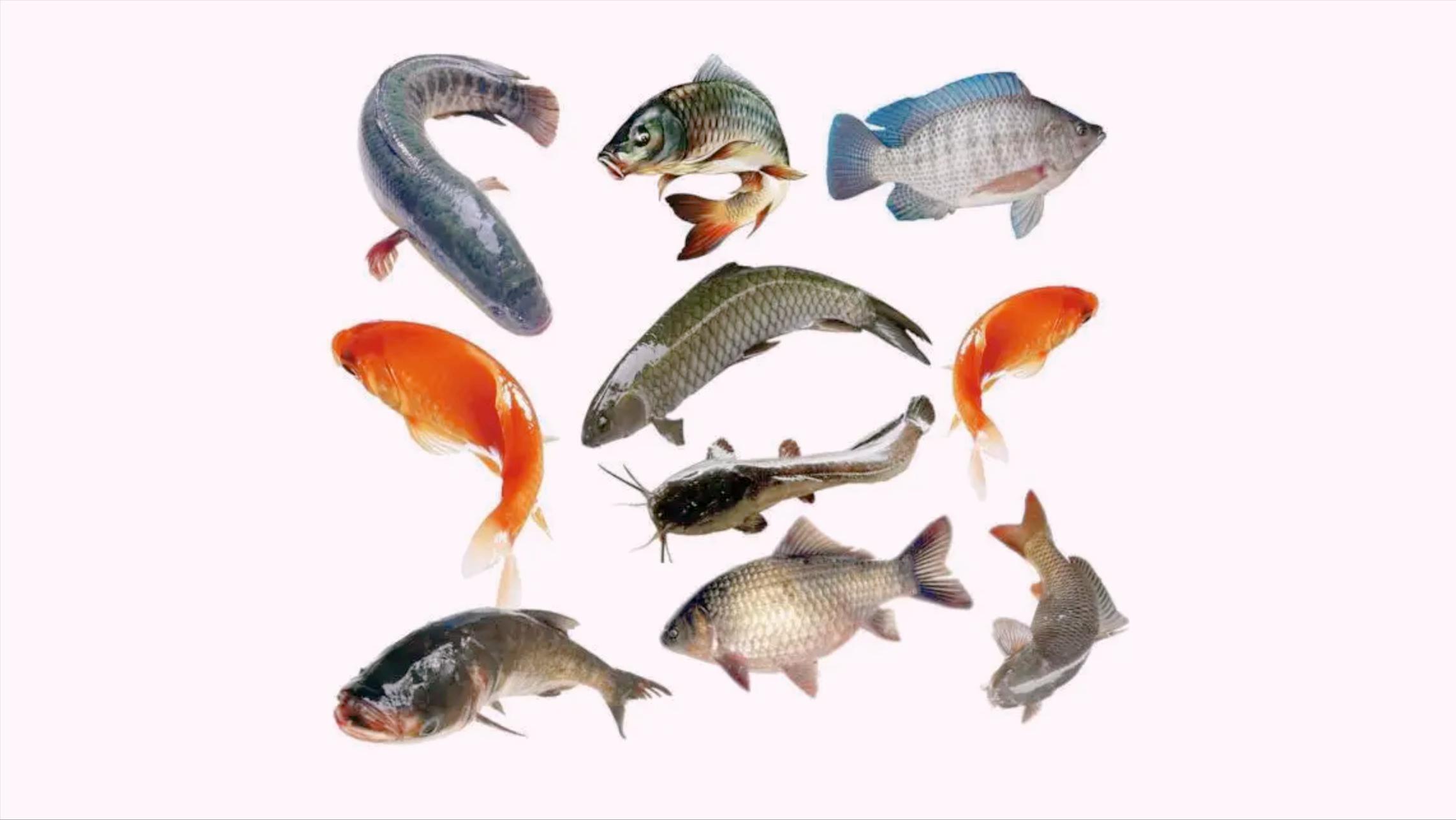 Freshwater fish cannot live in seawater!After the Yellow River washed ...