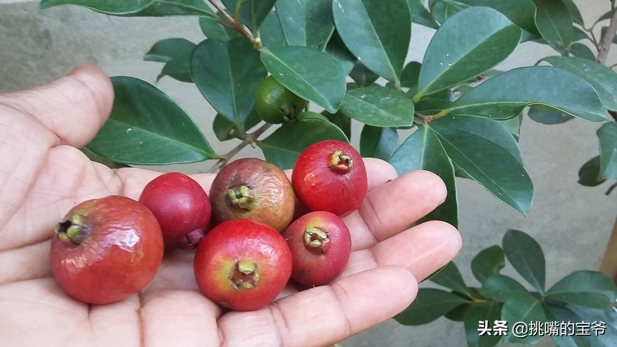 African island country Cape Verde, 10% of its food is imported, 5 kinds ...
