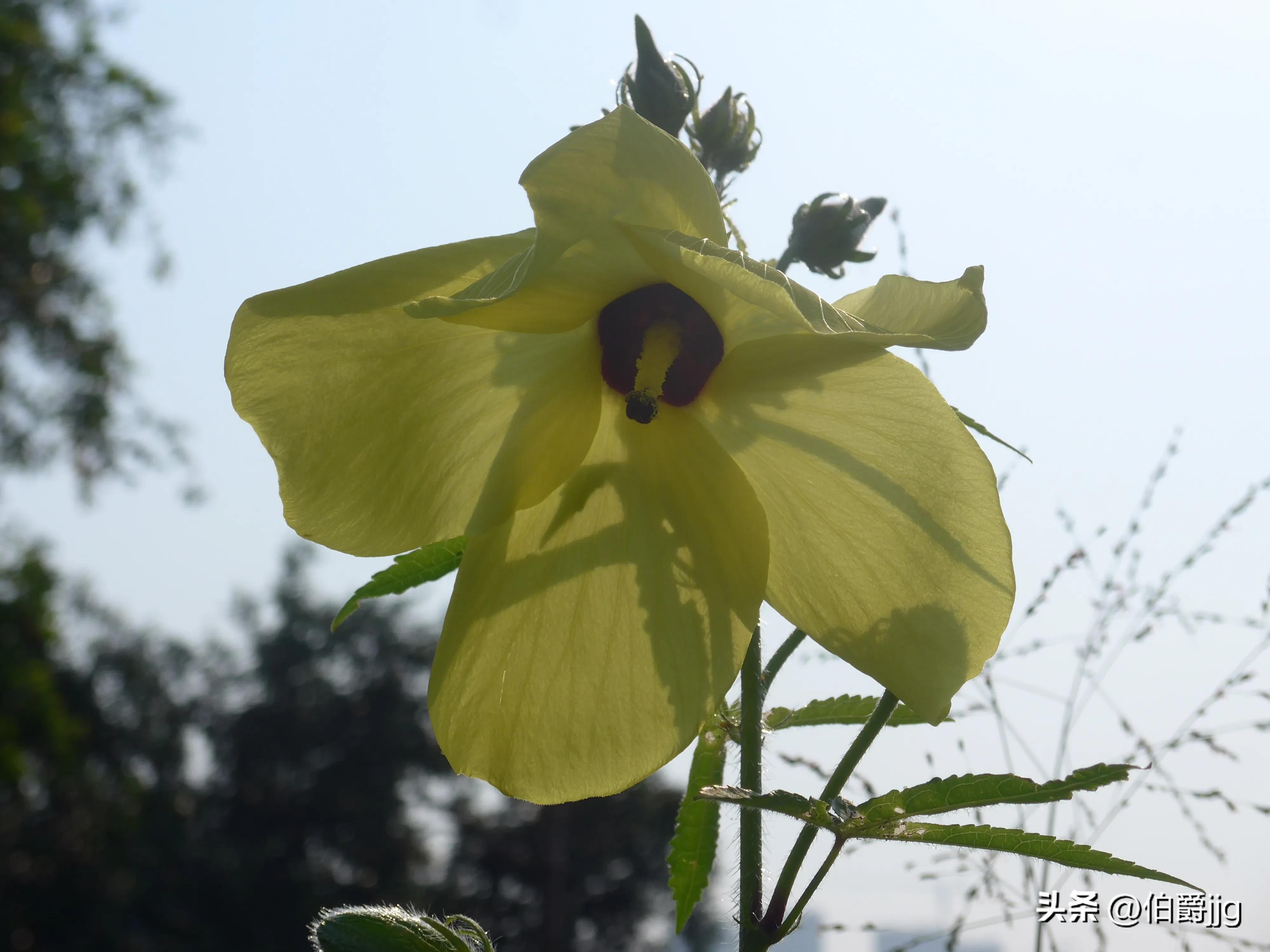 "Wild okra" - yellow sunflower - iNEWS