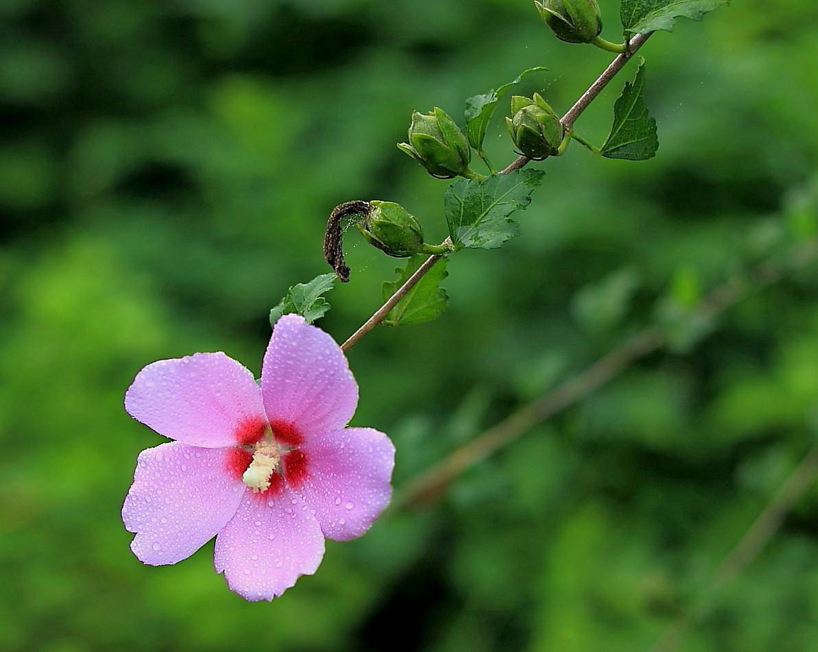 Hibiscus flowers bloom, fifteen poems about hibiscus flowers, I advise ...
