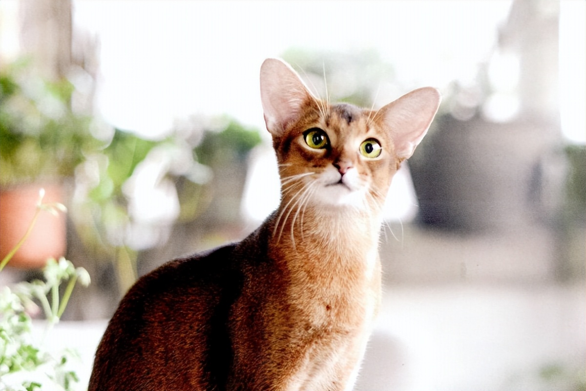 Abyssinian cat - iNEWS