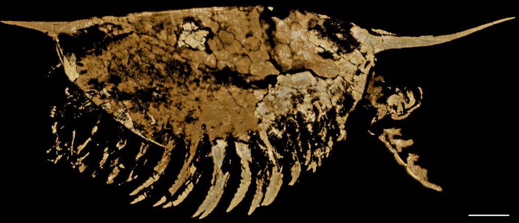 Finally see the details! Paleontologists take CT scans of 520-million ...