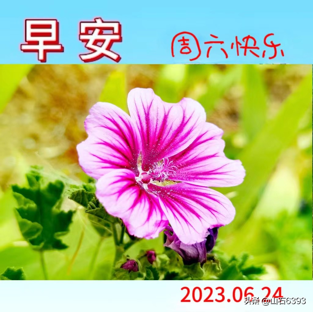 Zuoan Commoner: 23 Generals from the Former 26th Army Commander and ...