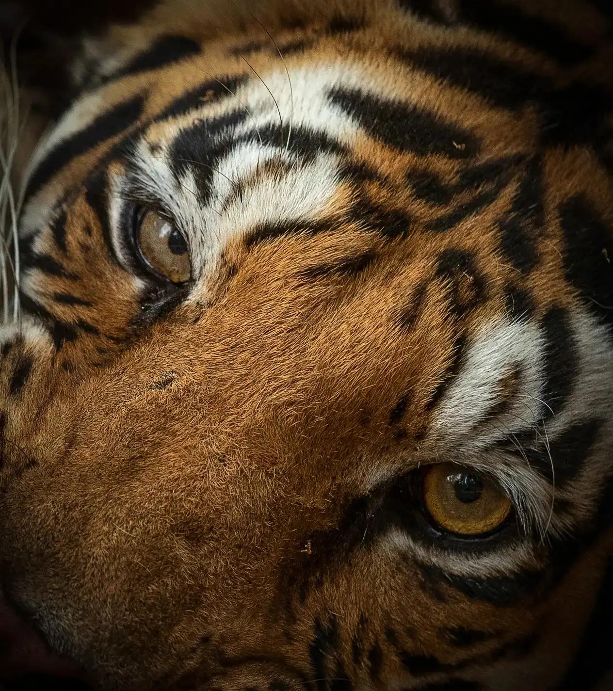 Tigers in Ancient Poems: Tigers Diving Deep in the Mountains - iNEWS
