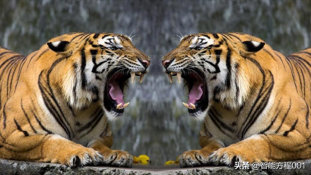 These animals are stronger than you can imagine! Inventory of the top ...