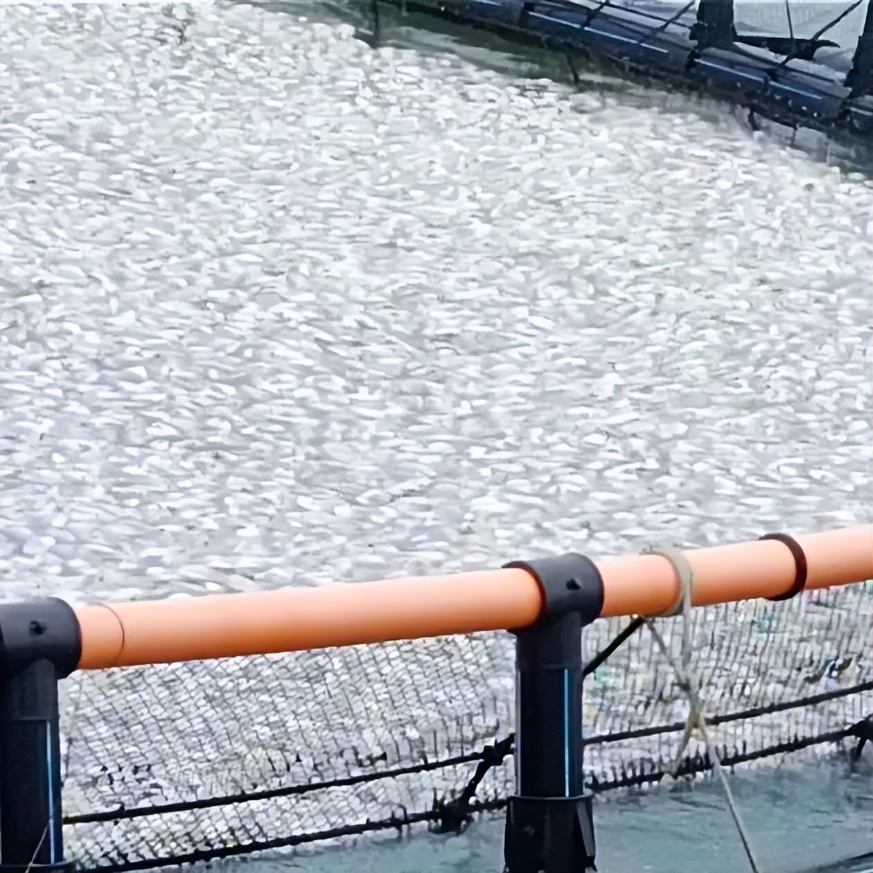 Moving forward in the wind and waves, deep-sea cages that can resist a ...