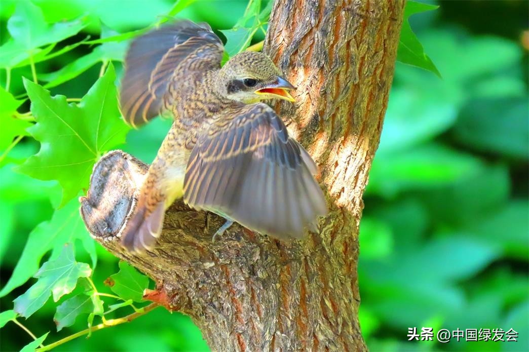 "Animal Atlas""Butcher Bird" Shrike - iNEWS