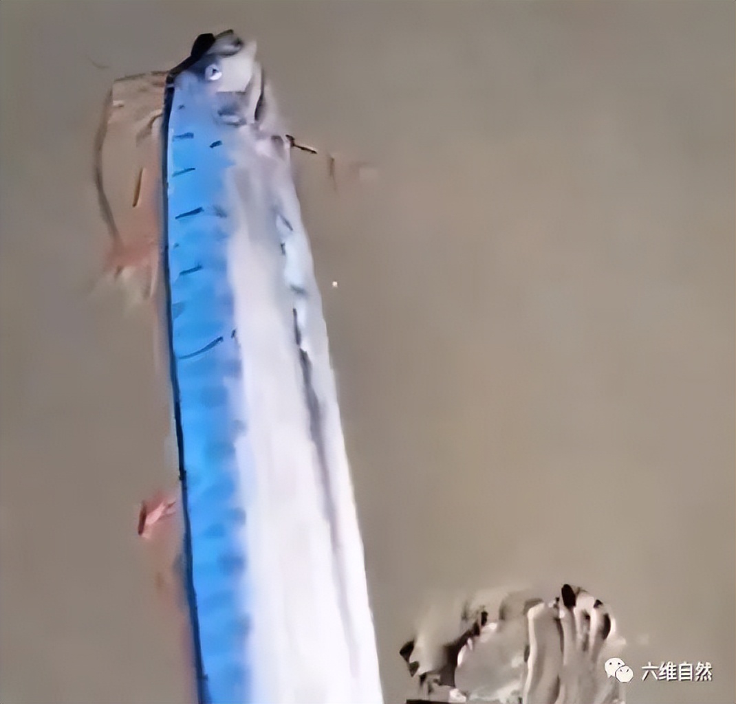 Rare oarfish found in New Zealand, the longest bony fish in the ocean ...