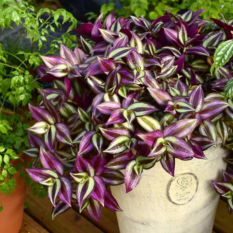 If you are tired of looking green, then raise a pot of purple hanging ...