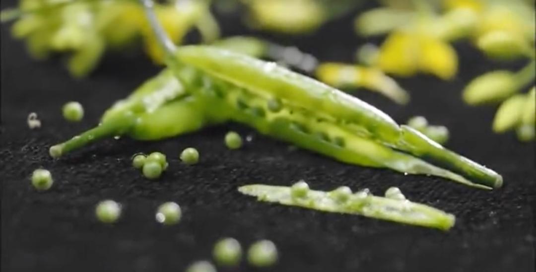 Mustard is getting more and more fake, can't it be bad? - iNEWS