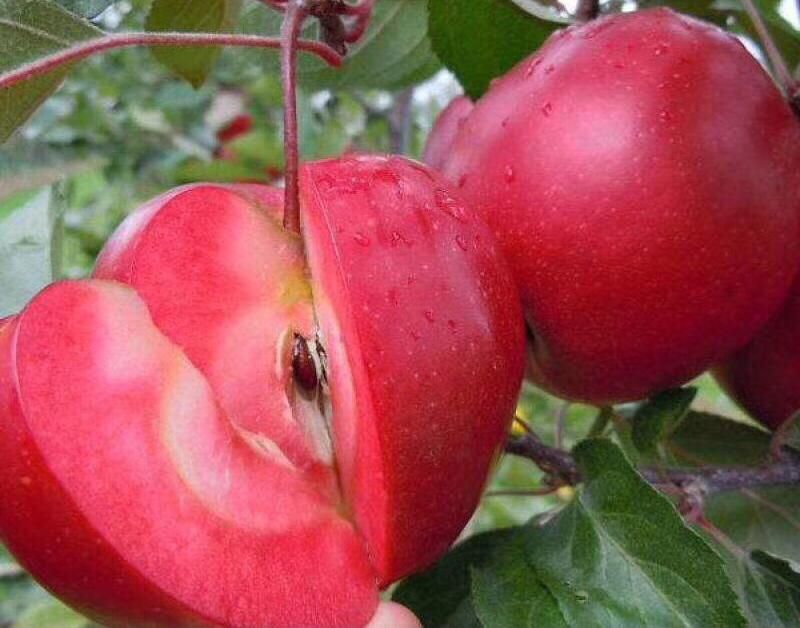 The 2023 Skyfall Purple MSI Appears!Red Lucky Debuts… - iNEWS