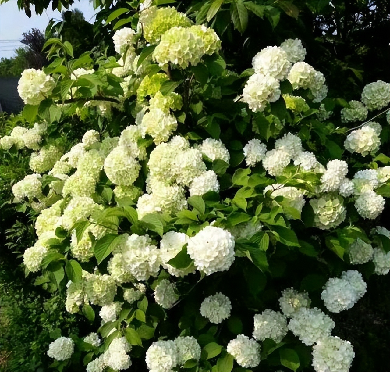 The high-end and atmospheric "Chinese wood hydrangea", the ceiling in ...