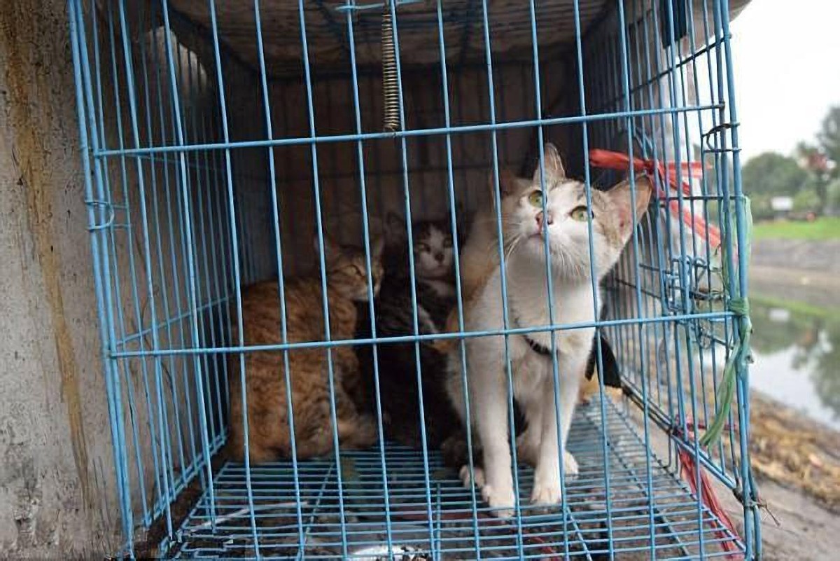 Are cats not pets in this country?But nourishing food!Why did they ...