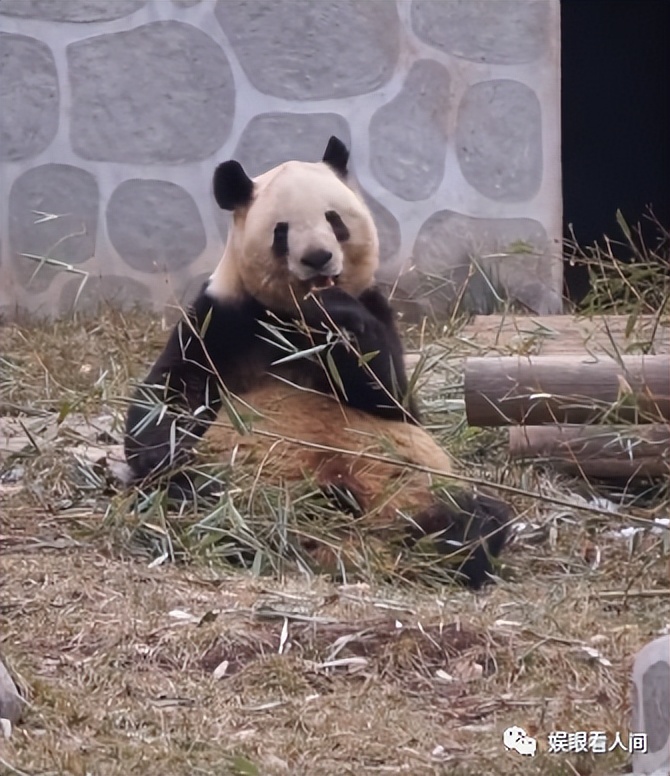 Two girlfriends, one "transgender" and one "change heart", the giant ...