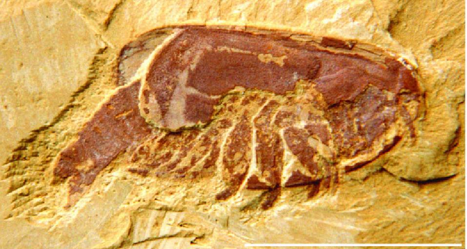 Canada shield worm - iNEWS