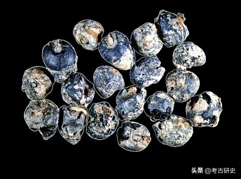 Yu Jianjun and Zhang Miao: Four or five thousand years ago, millet and wheat met in Xinjiang - iNEWS