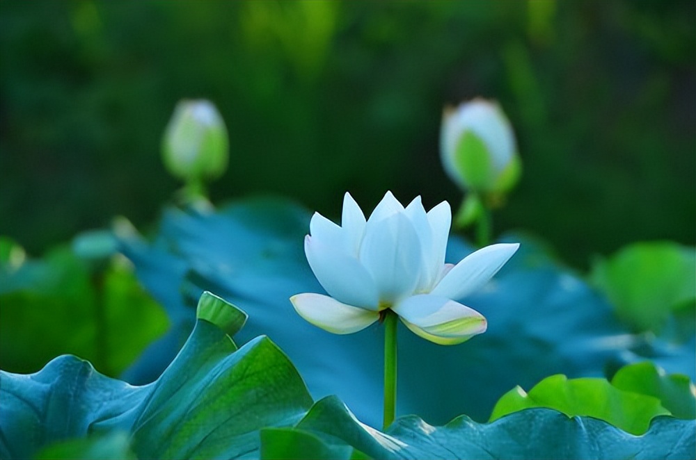 One day, in the city of Savatthi, the Buddha told the story of the ...