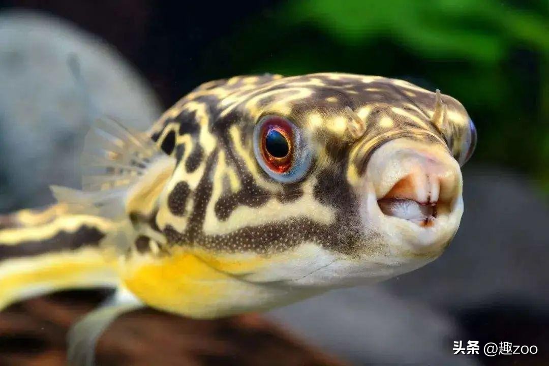 Ten Small Aquarium Fish That Are Easy To Keep - iNEWS