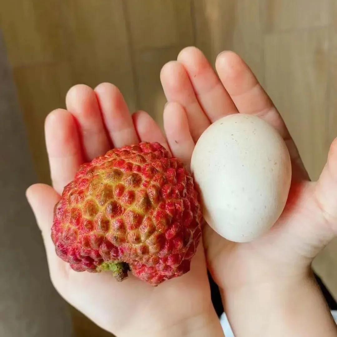 It's the season to eat lychees again - iNEWS