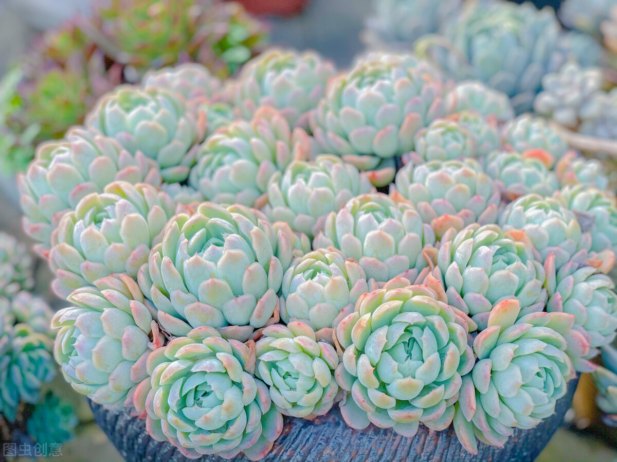 It's all meat series three: if you want to grow more meat and grow well ...