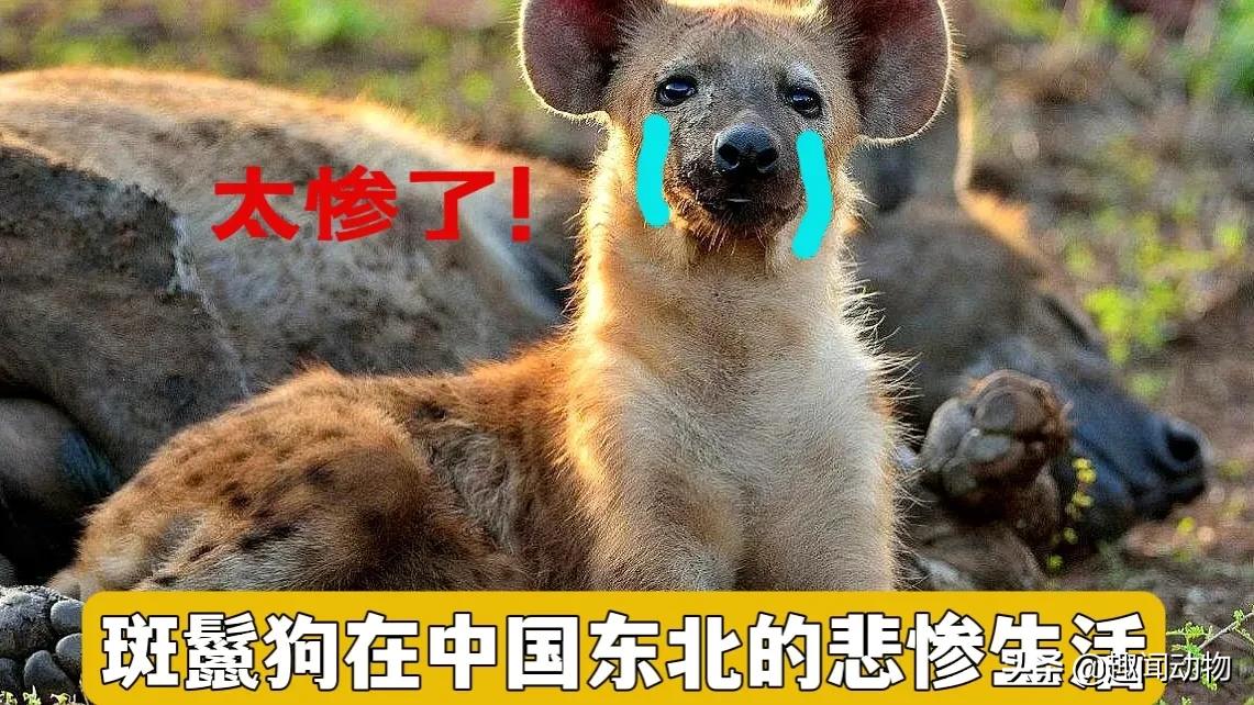The life of spotted hyenas in China is so miserable!Why can't spotted ...
