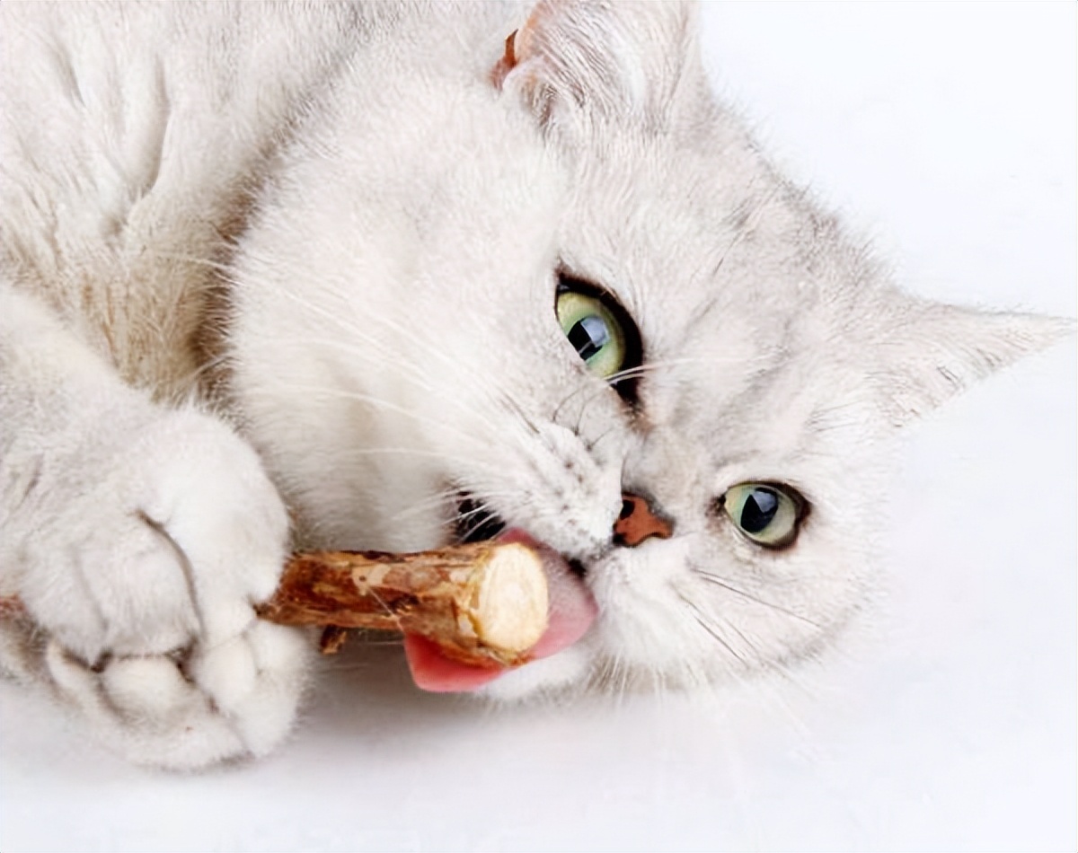 Is your cat addicted to treats? - iNEWS