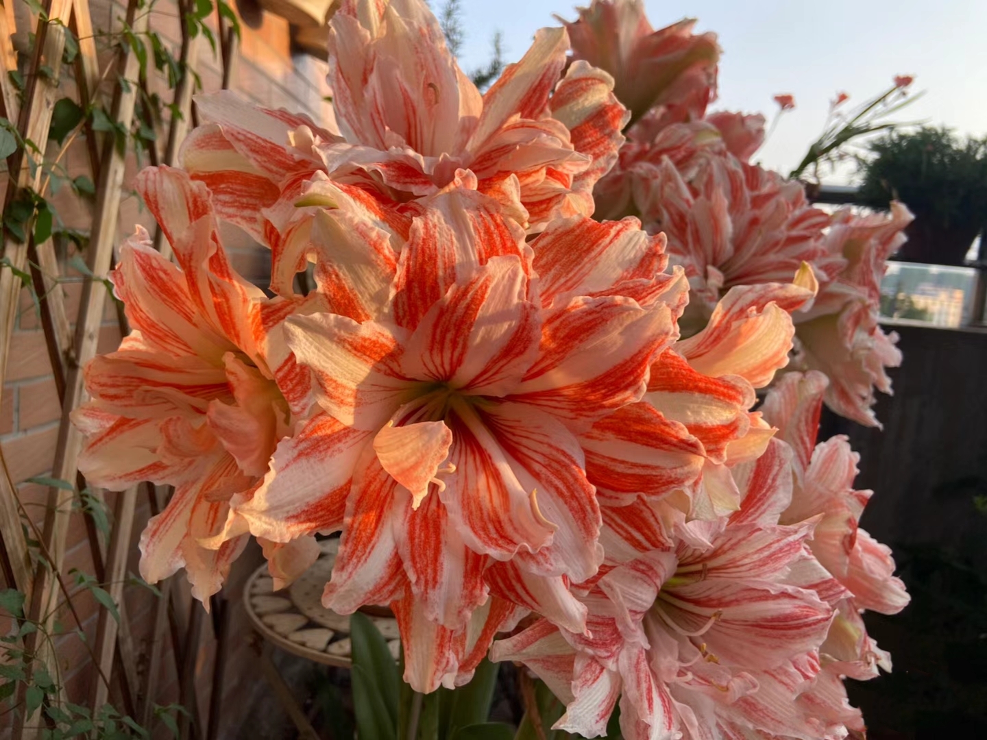 If you want to grow flowers, it is recommended to choose "obedient and ...