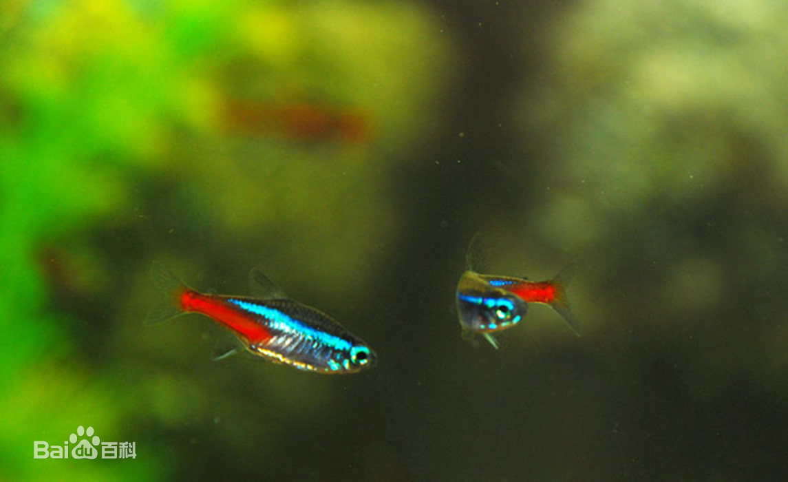 What should be paid attention to when raising traffic light fish? this ...