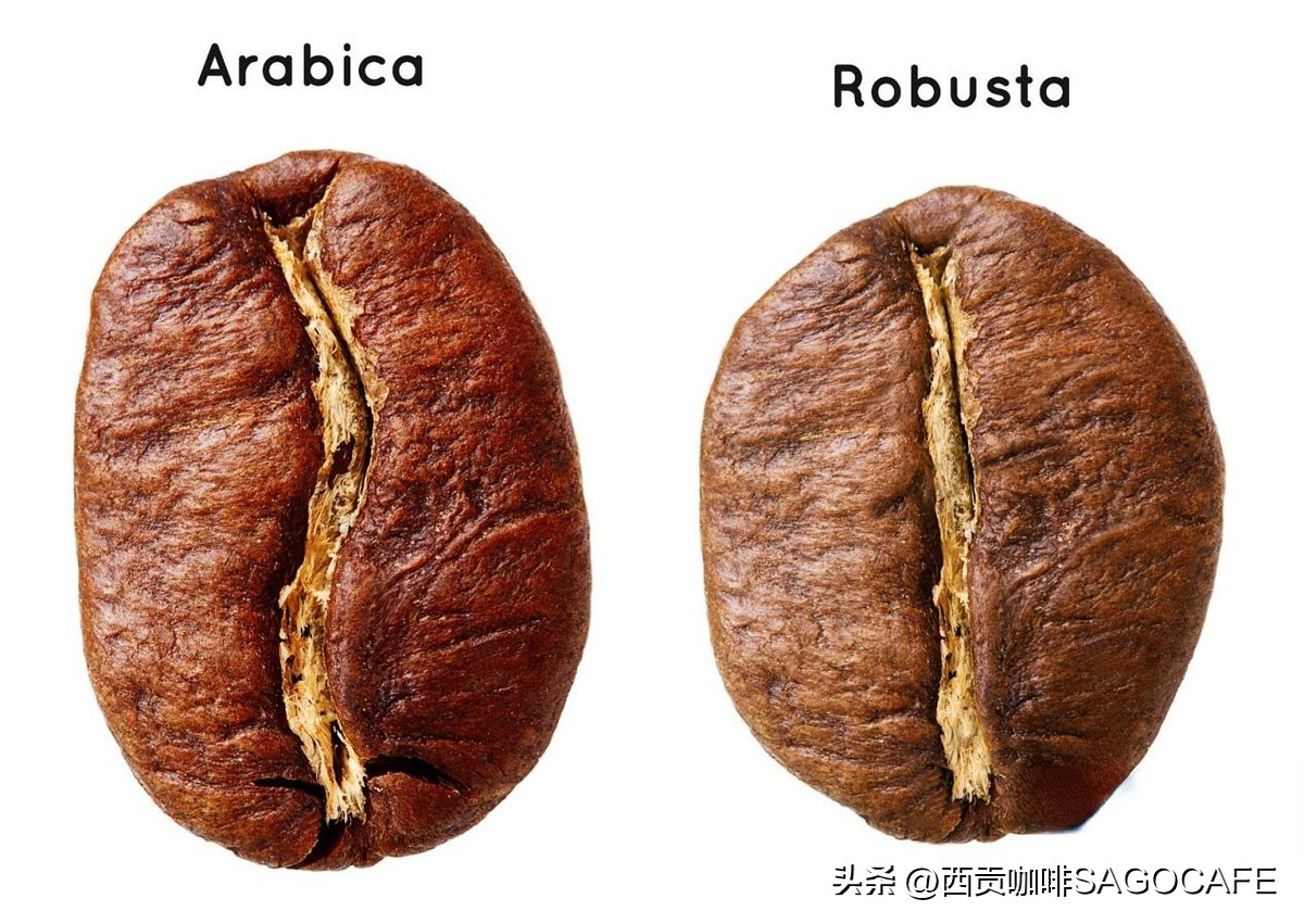 The different characteristics of Arabica and Robusca coffee beans - iNEWS