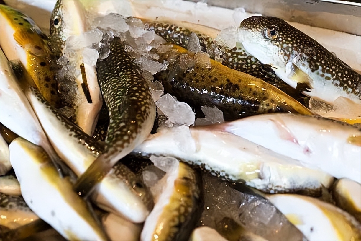 Are farmed puffer fish poisonous? Experts reveal the source of toxicity ...