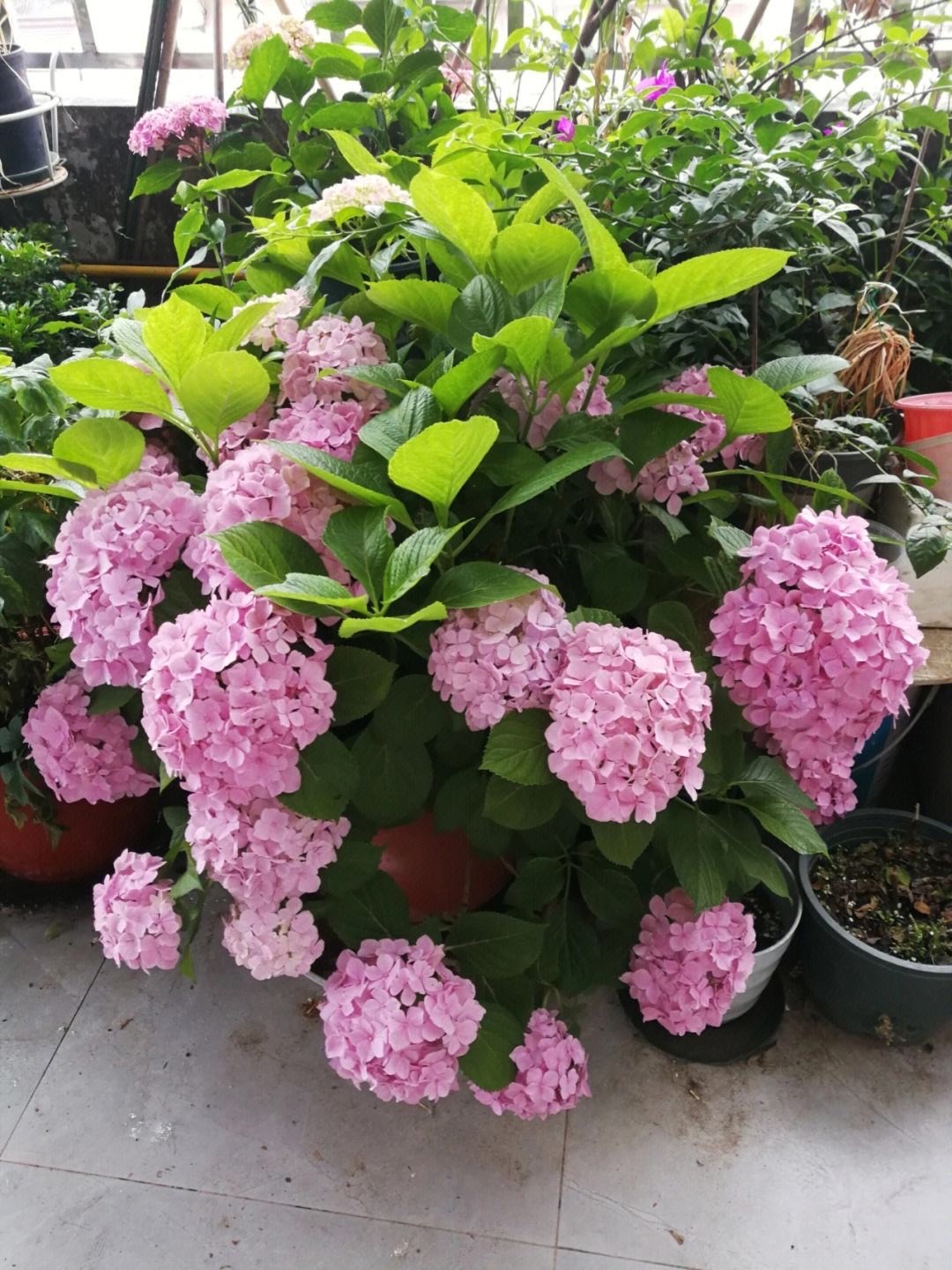 Let the hydrangea bloom more, remember 3 "keys", more blooms, bigger ...