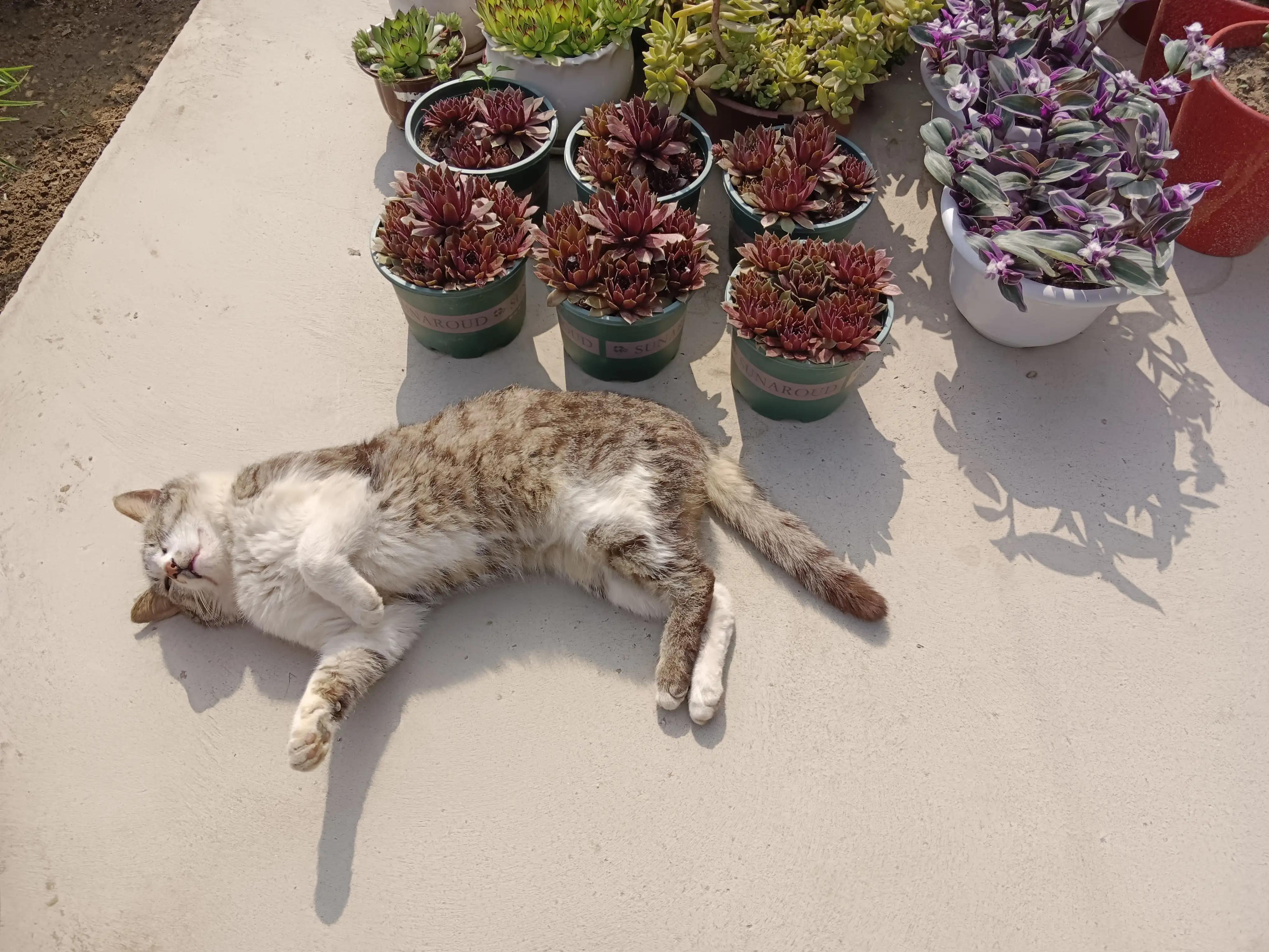 "White Cloud" Flying Flower Order - iNEWS