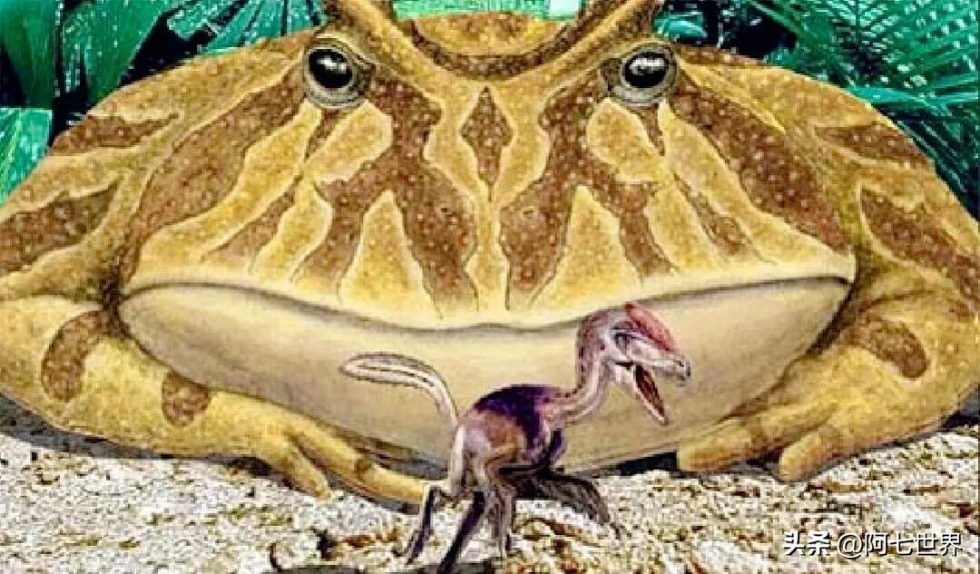 Prehistoric Giant Frog, the Largest Frog Ever Lived, Feeds on Dinosaurs ...